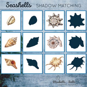 Seashell Shadow Matching Cards. Montessori Preschool Ocean Printable ...