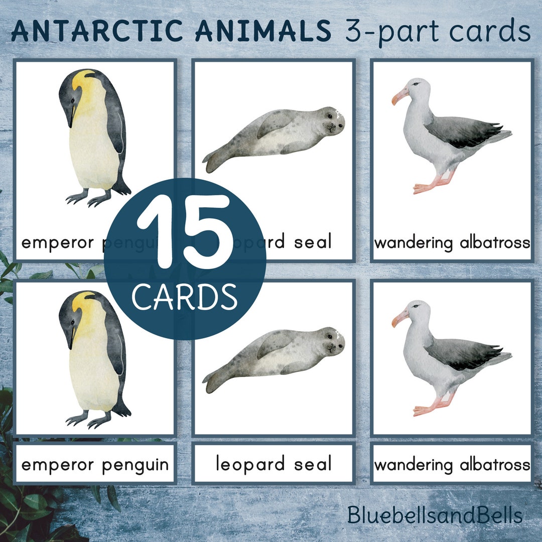 Antarctic Animals 3 Part Cards. Montessori Printable Vocabulary ...