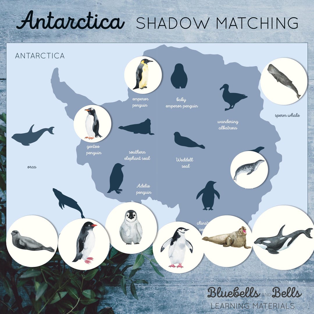 Antarctica Animals Map Matching Activity. Montessori Winter Preschool ...
