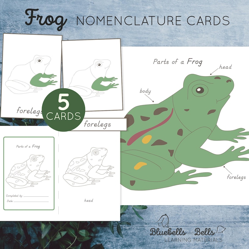 Parts of a Frog Nomenclature 3-part Cards, Charts, Blackline Master ...