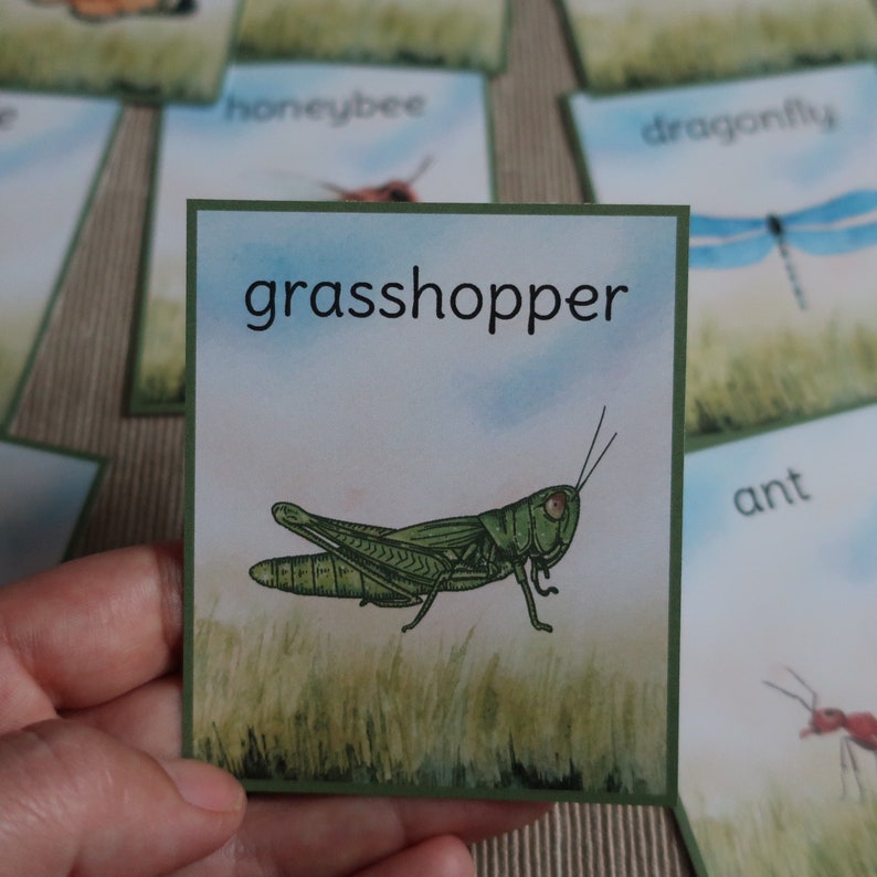Insect Flashcards Mini. Watercolor Printable for Toddlers and Preschool ...