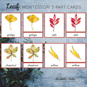 Montessori Fall Printable Leaf Identification Three Part Cards ...