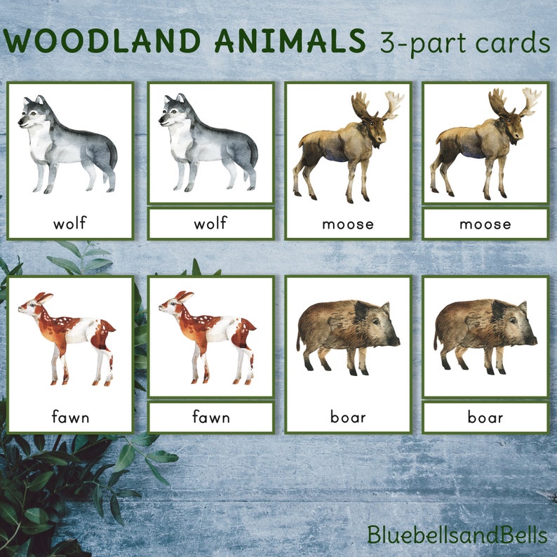 Woodland Animals Montessori 3 Part Cards. Preschool Vocabulary - Etsy