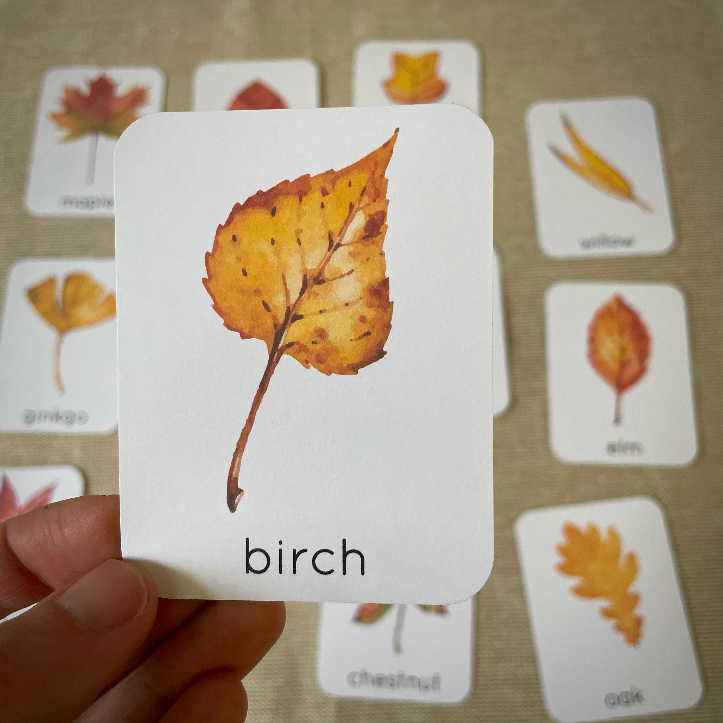 Autumn Leaf Identification Mini Flashcards. Watercolor Fall Printable ...