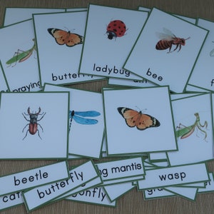 Insect Montessori Printable 3-part Cards. Preschool and Kindergarten ...