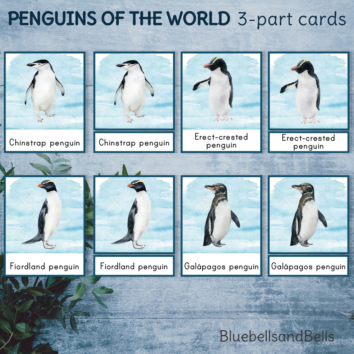 Penguins of the World 3 Part Cards. Types of Penguins Printable Cards ...