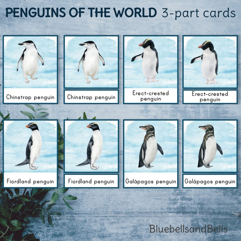 Penguins of the World 3 Part Cards. Types of Penguins - Etsy