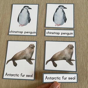 Antarctic Animals 3 Part Cards. Montessori Printable Vocabulary ...