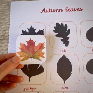 Fall Leaf Montessori Printable. Leaf Identification Preschool Printable ...