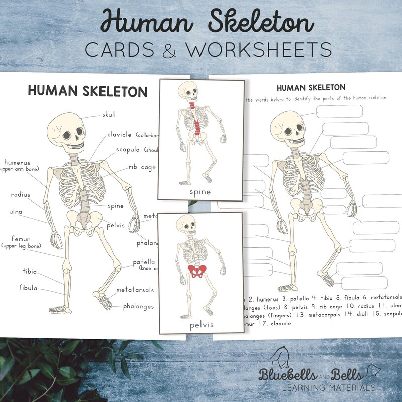 Human Anatomy Printable - Etsy