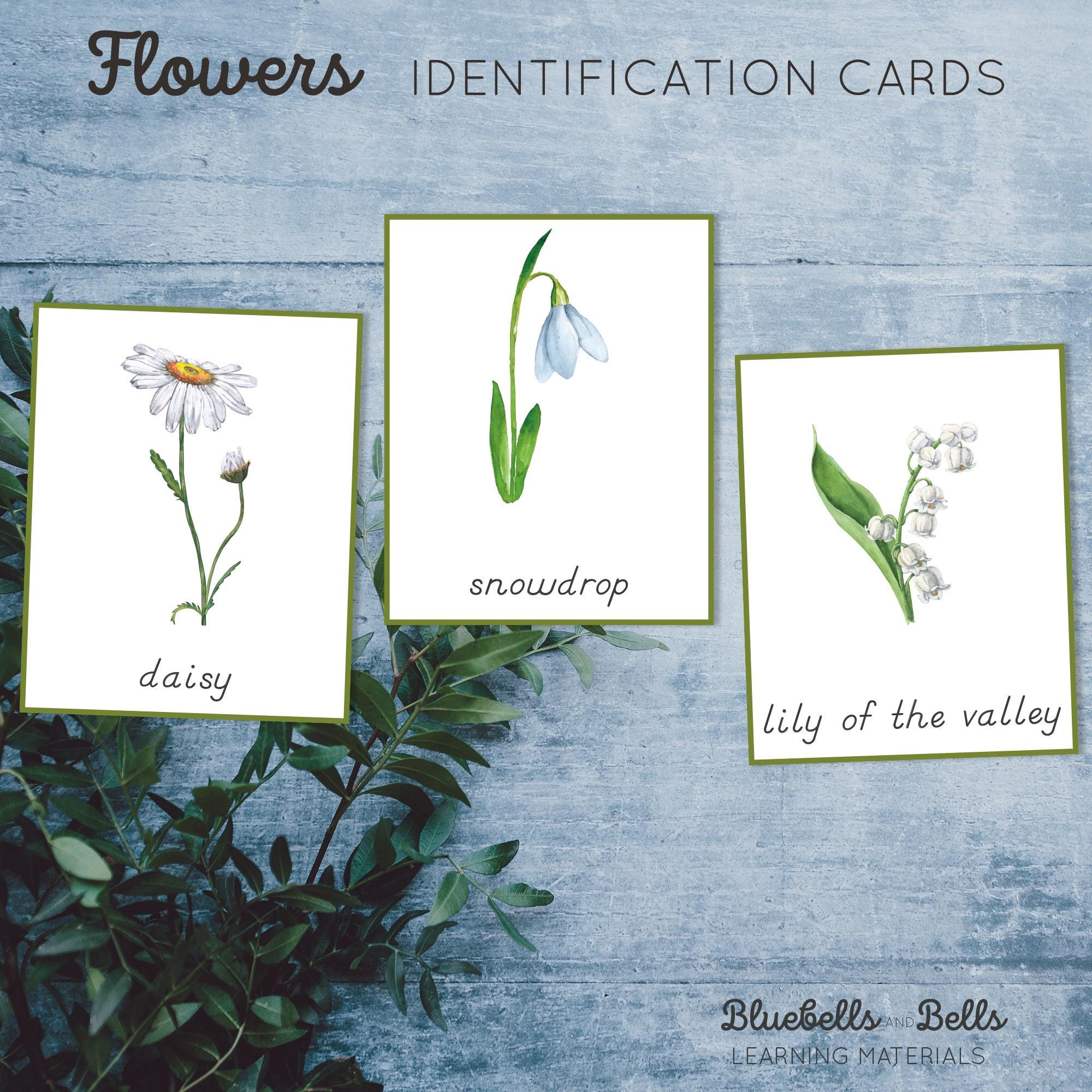 Flower Identification Printable Cards. Montessori Spring Printable ...
