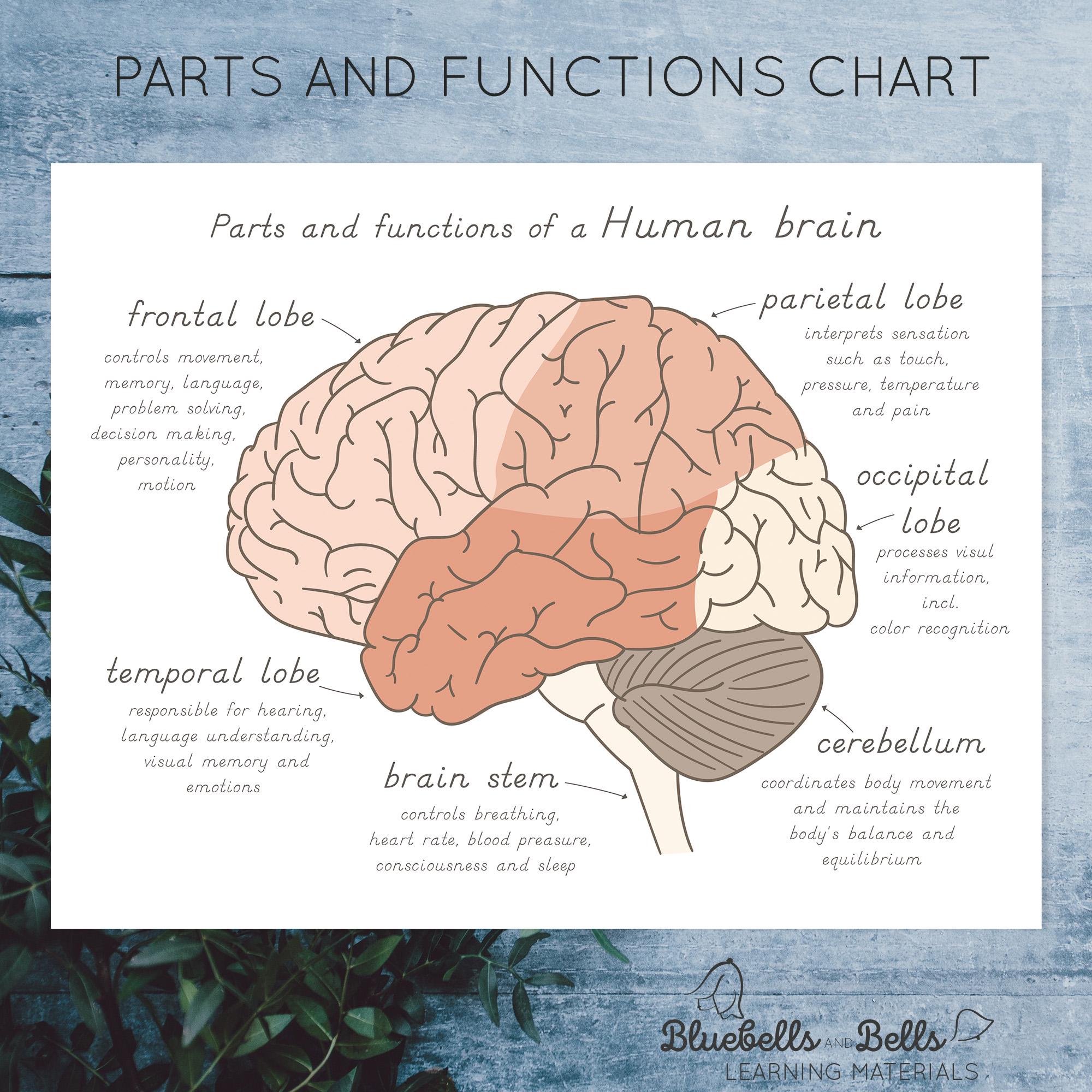Parts of a Human Brain Nomenclature 3-part Cards. Printable Charts and ...