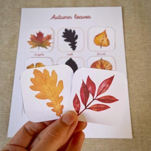 Fall Leaf Montessori Printable. Leaf Identification Preschool Printable ...