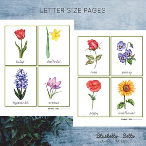 Flower Identification Printable Cards. Montessori Spring Printable. - Etsy