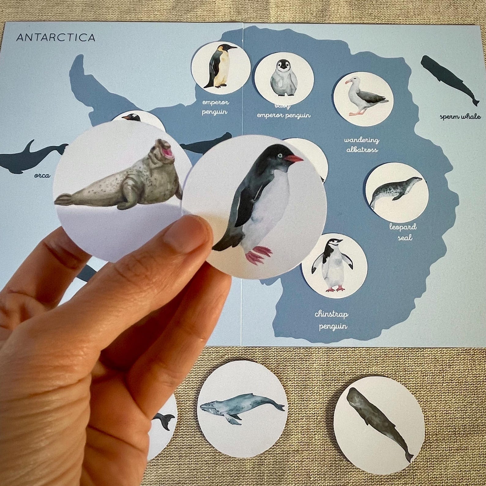 Antarctica Animals Map Matching Activity. Montessori Winter Preschool ...
