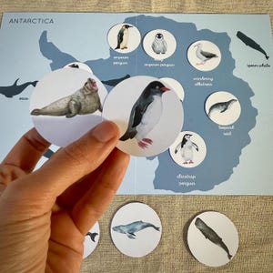 Antarctica Animals Map Matching Activity. Montessori Winter Preschool ...