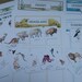 Animal Habitats Sorting Activity and Chart. Montessori Preschool and ...