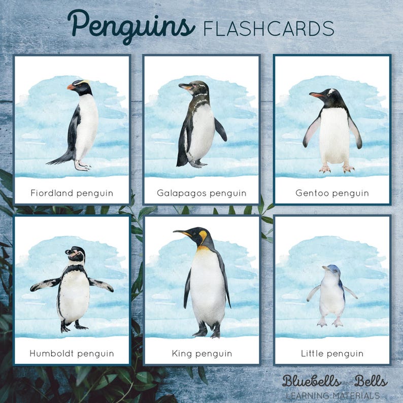 Penguins of the World Flash Cards. Types of Penguins Printable Cards ...