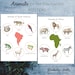 Animals of the Continents Posters and Sorting Activity. Montessori ...