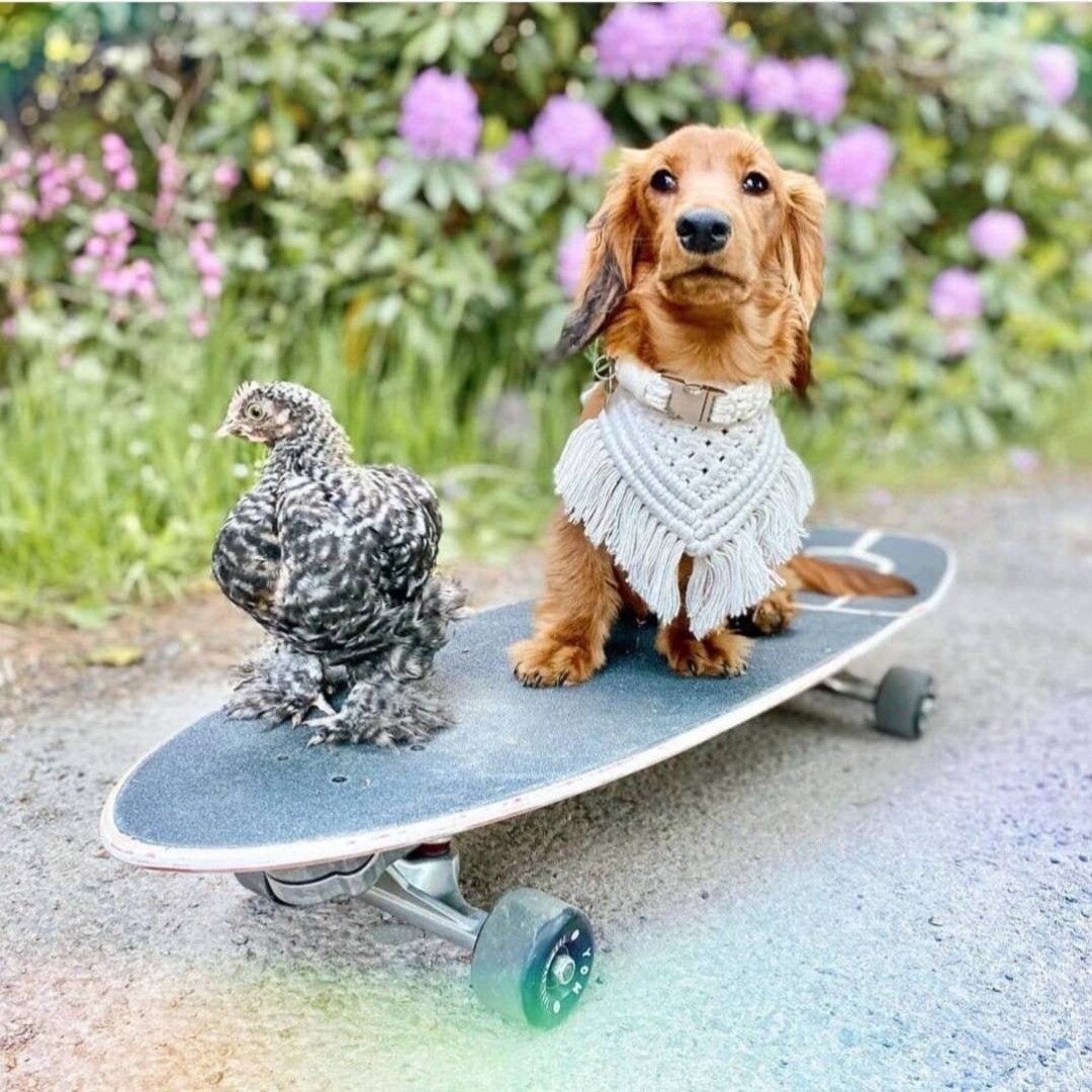 Macrame Dog Bandana Tie on Dog Bandana Dog Accessories Boho - Etsy