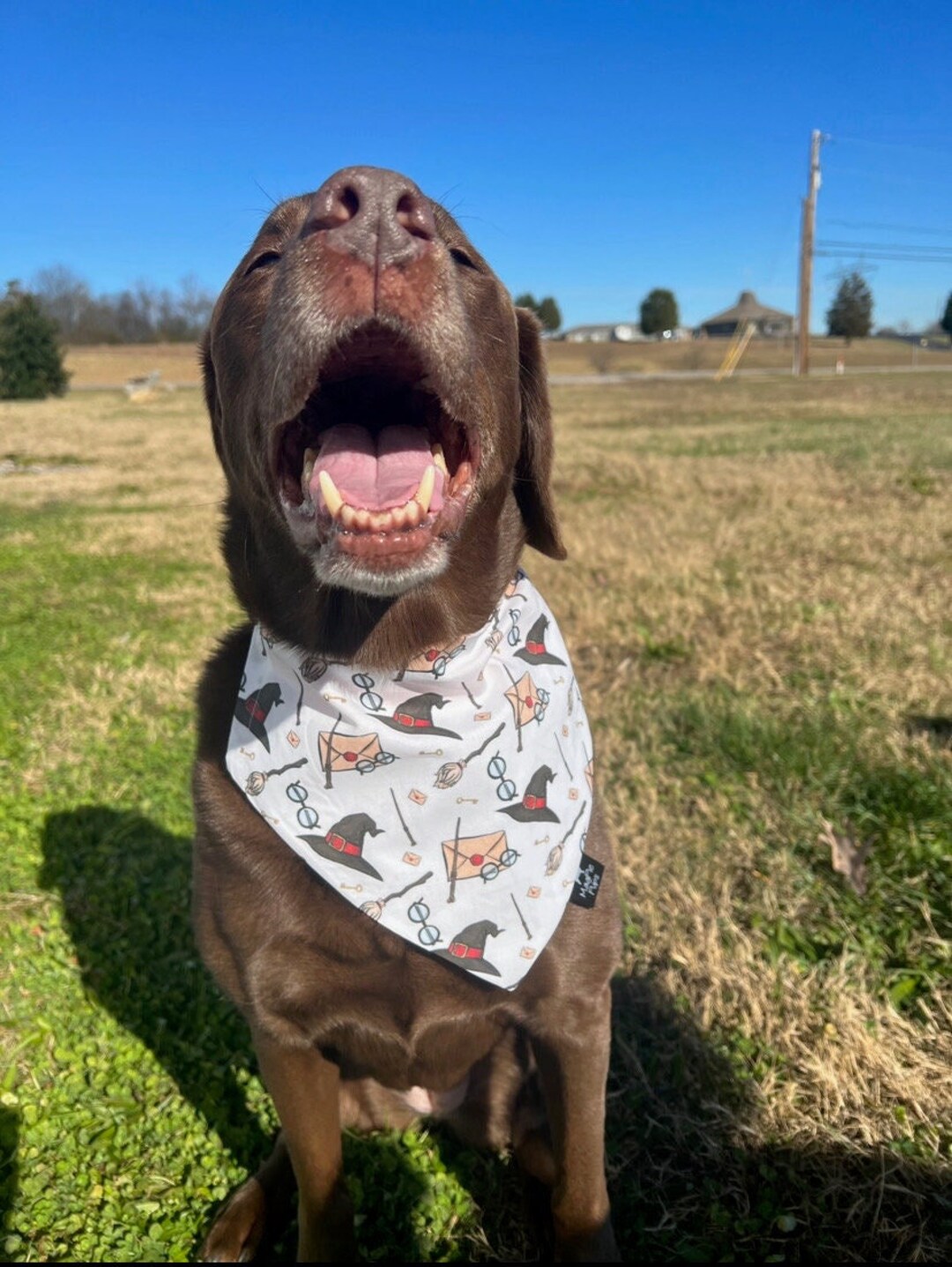 Harry Pawter Made to Order Over the Collar Dog Bandana - Etsy