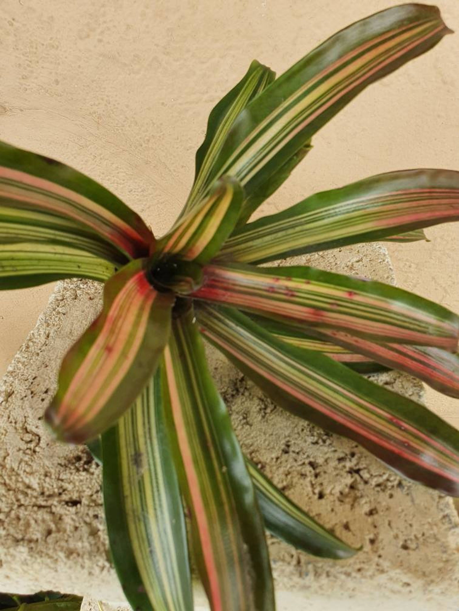 Striped Bromeliad Rooted Plant. Limited Quantity - Etsy UK
