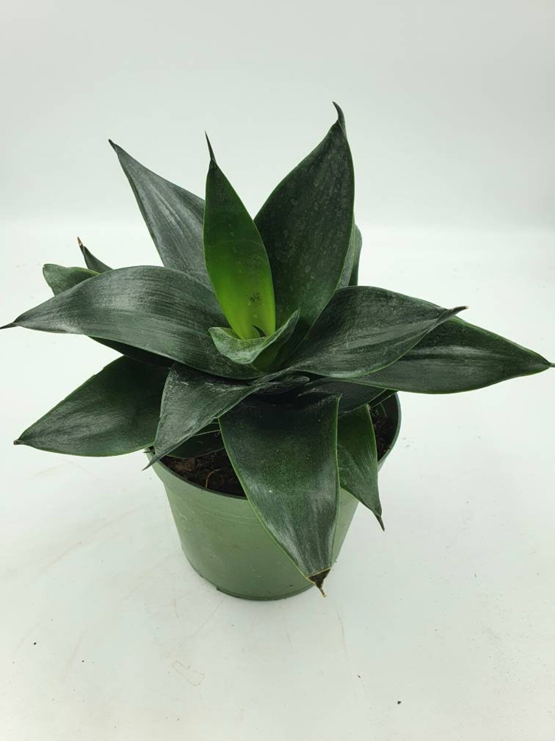 Black Jade Snake plant Sanseveria trifasciata black jade. | Etsy