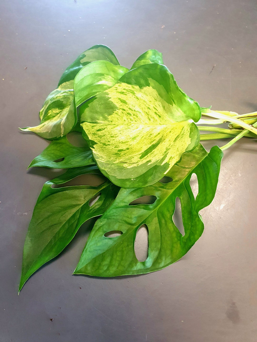 Manjula Pothos 3 Leaf Cuttings With Nodes/air Roots and 3 Leaf Cuttings ...