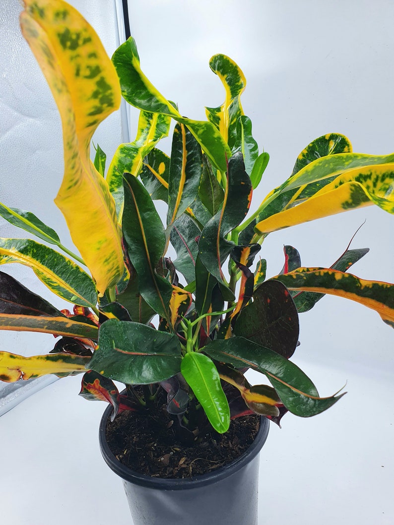 Large Mammy Croton Codiaeum variegatum 'Mammy' | Etsy