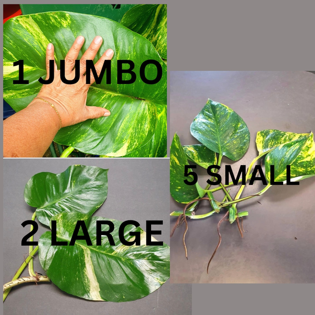 Hawaiian Pothos Bundle , 1 JUMBO ,2 Large, 5 Small Leaf Cuttings With ...