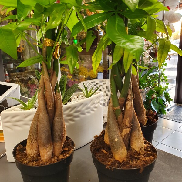 Rare Mini Bonsai Tree - Etsy