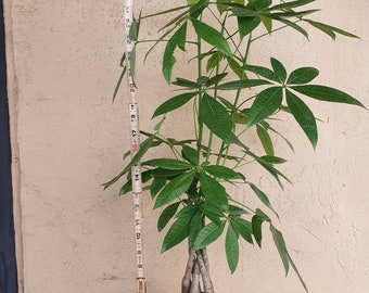 Tall Money Tree | Etsy