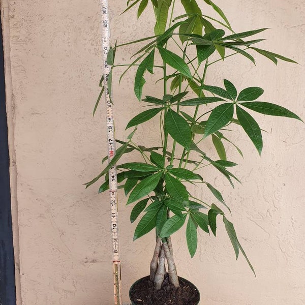 Tall Money Tree - Etsy