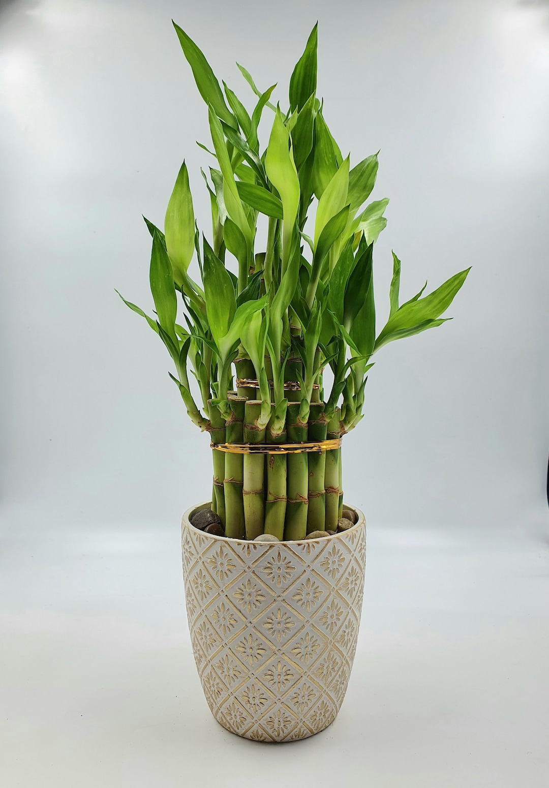 Lucky Bamboo Three Tiered Tower in Ceramic Planter Bamboos . Perfect Gift. Brings, wealth ...
