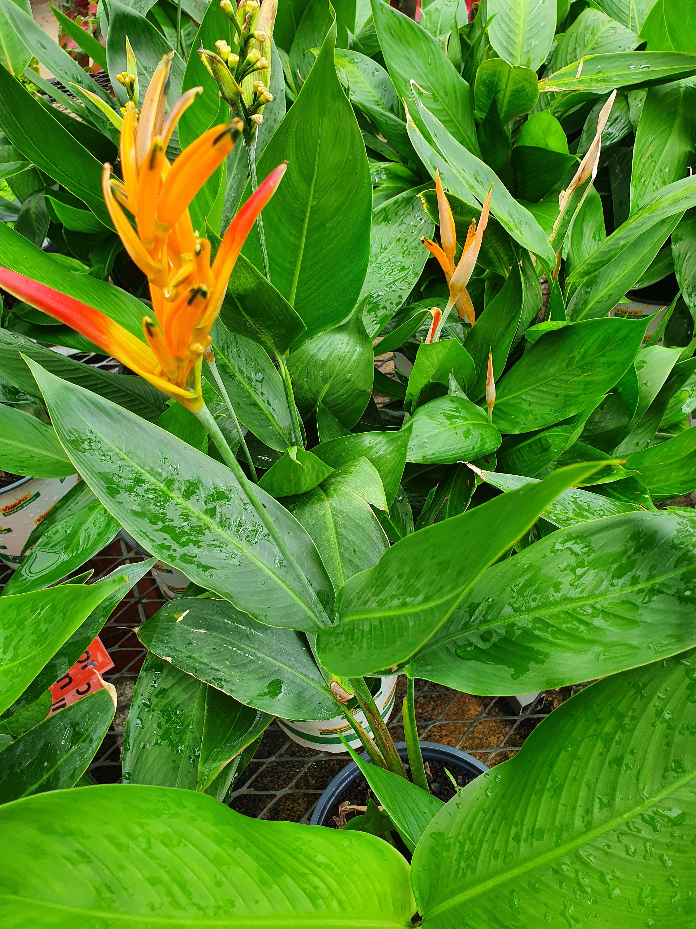 Parrot Beak Lady Di Heliconia Live Plant in 6 in. pot . Large | Etsy