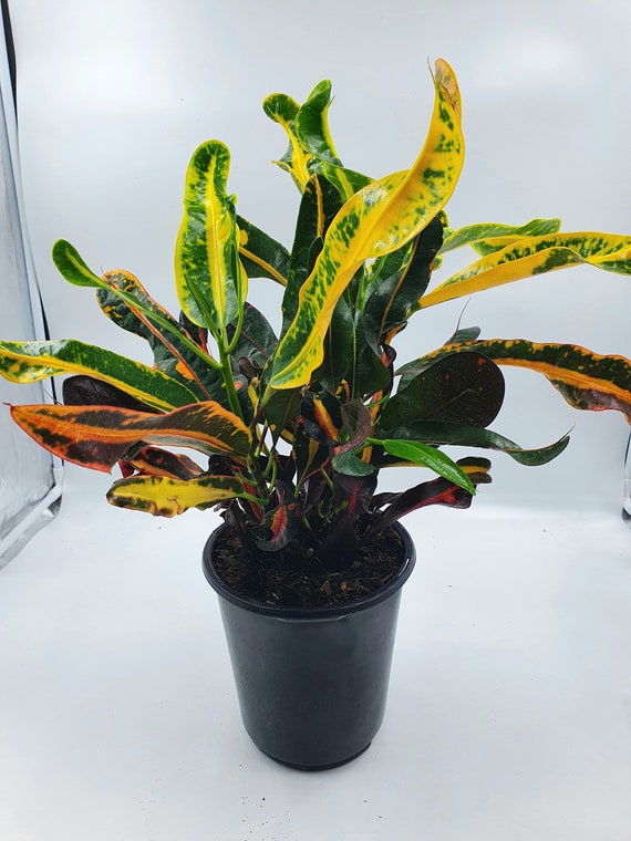 Taking Care Of Codiaeum Plants