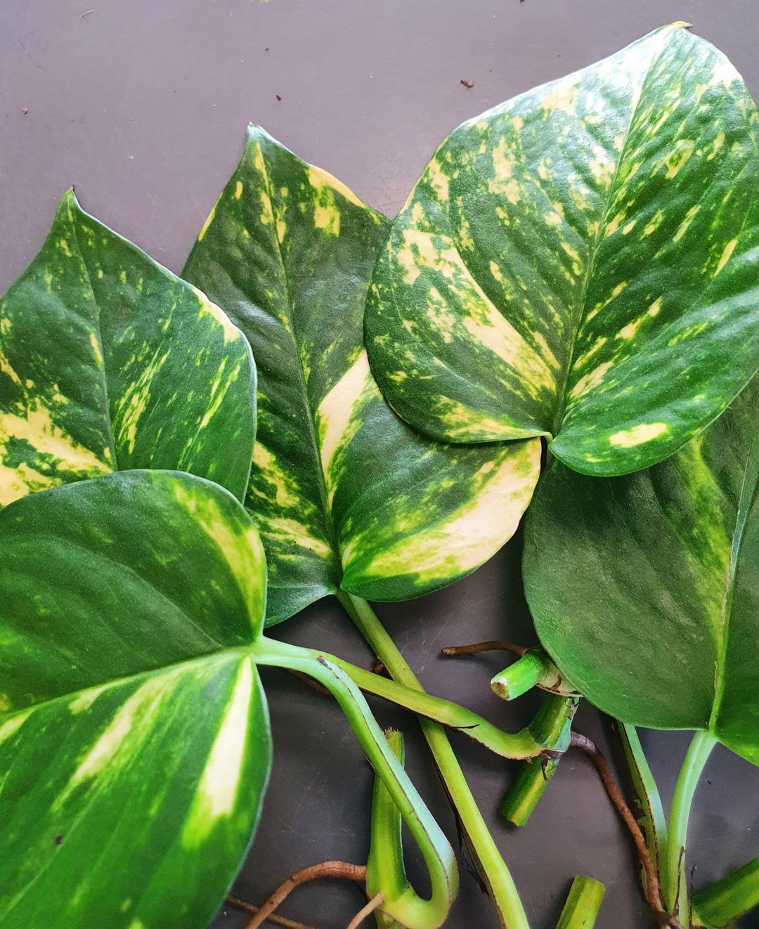 Golden Pothos 10 Leaf Cuttings With Nodes, or Some Roots . Air Purifier ...