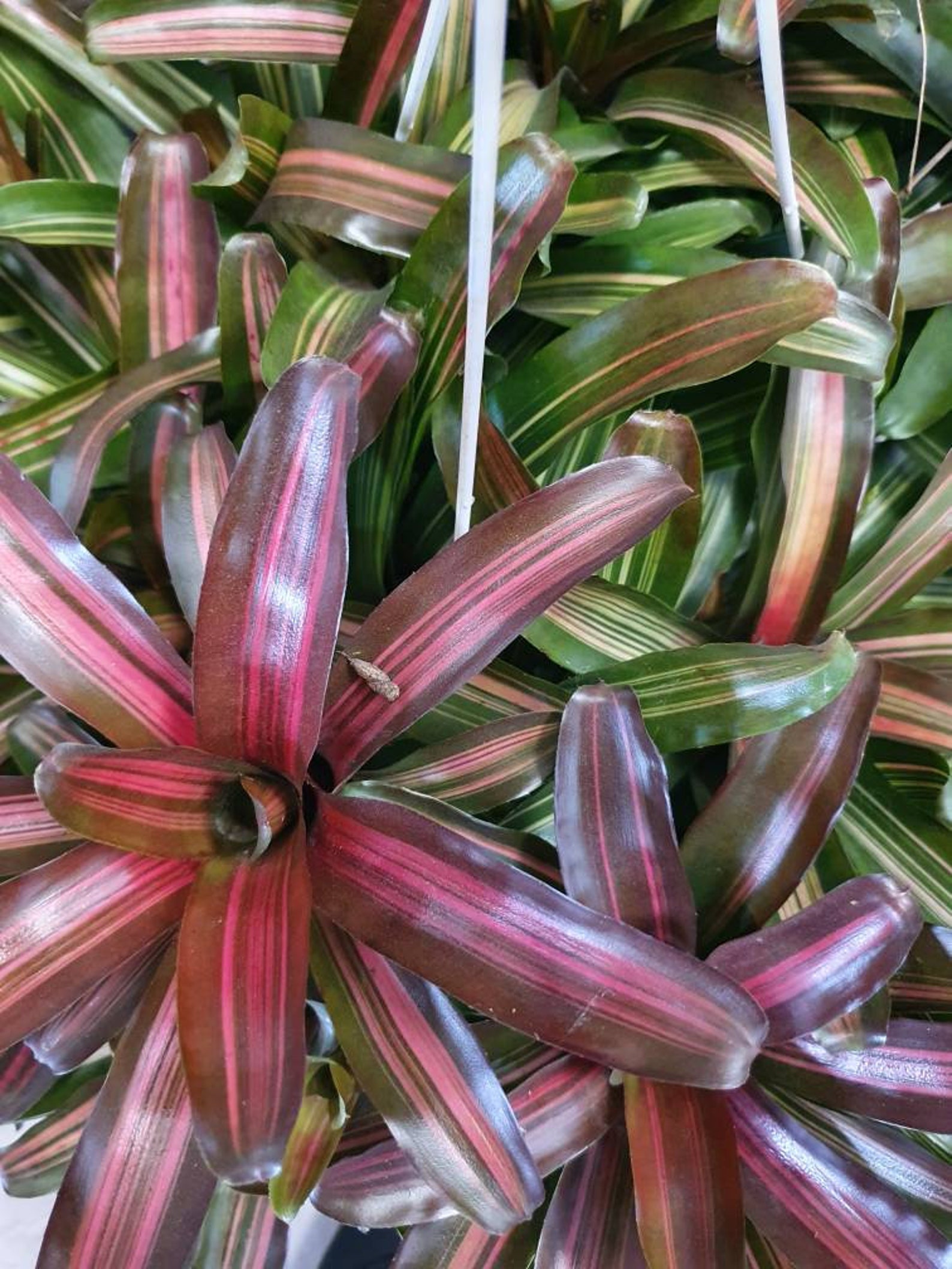 Striped Bromeliad Rooted Plant. Limited Quantity - Etsy UK