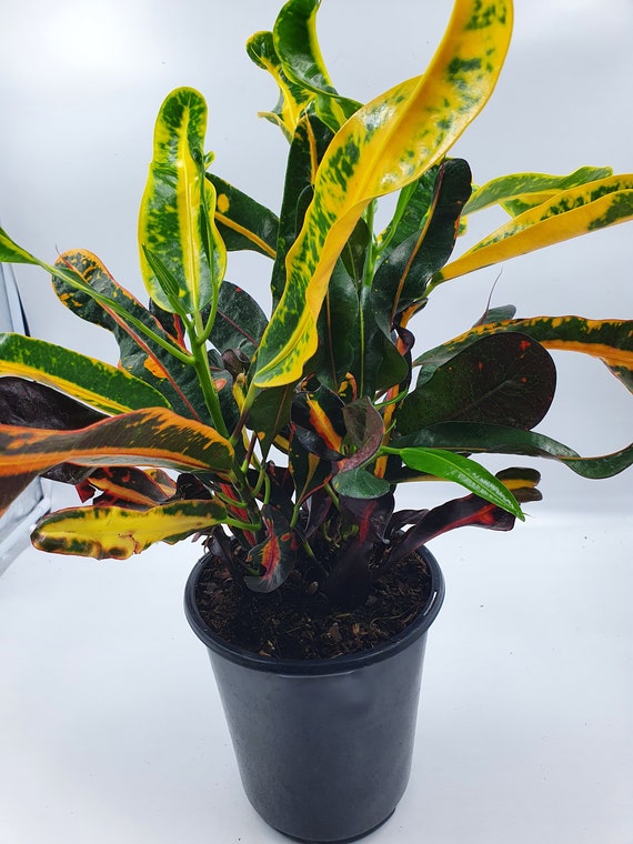 Large Mammy Croton 2 Plants Codiaeum Variegatum - Etsy