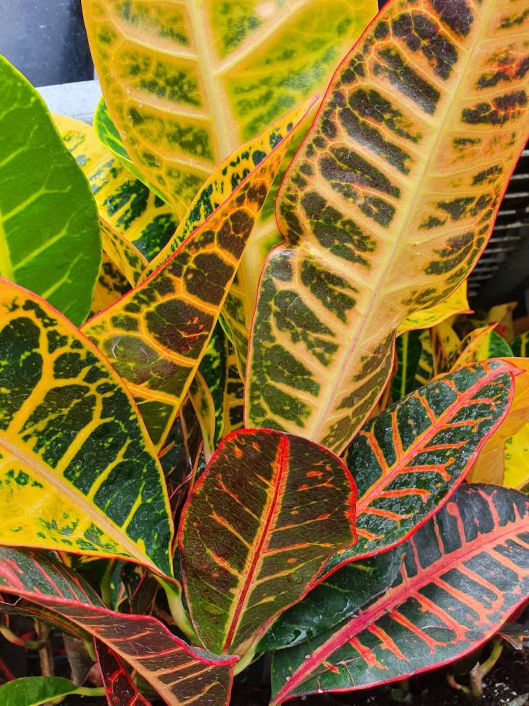 Croton Petra in One Gallon Pot .croton 'petra' (codiaeum Variegatum ...