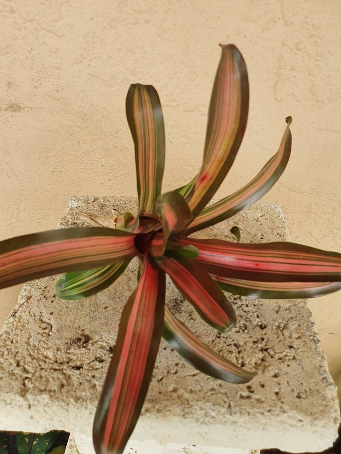 Striped Bromeliad Rooted Plant. Limited Quantity - Etsy UK