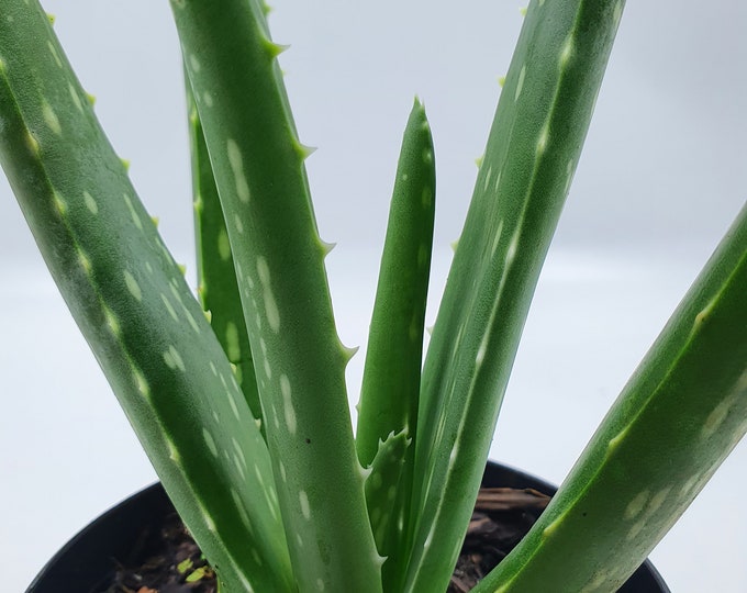 Live Aloe Vera Succulent Aloe Barbadensis 4 Potted - Etsy