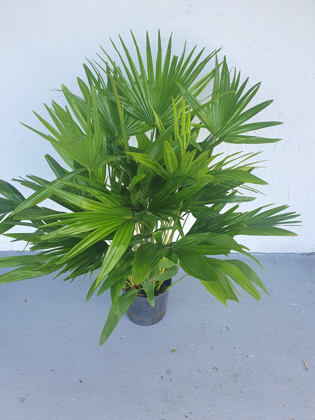 Palm Plant, Large Chinese Palm Plant, Livistona Cinenesis, House Plant ...