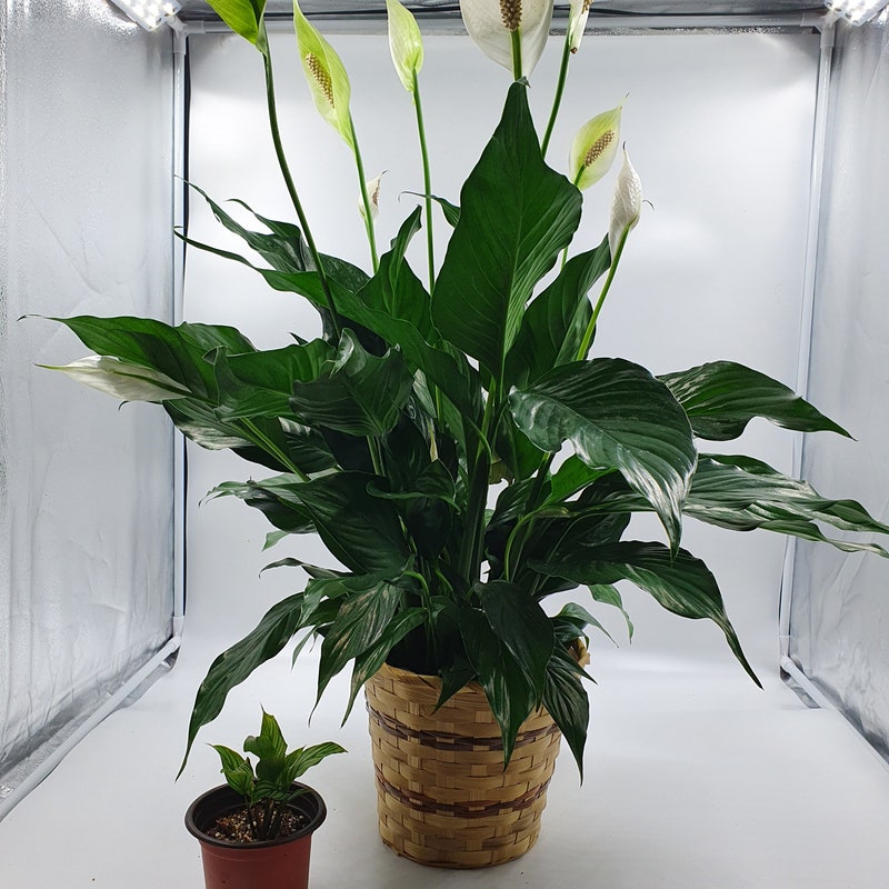 Large Peace Lily Plant - Etsy