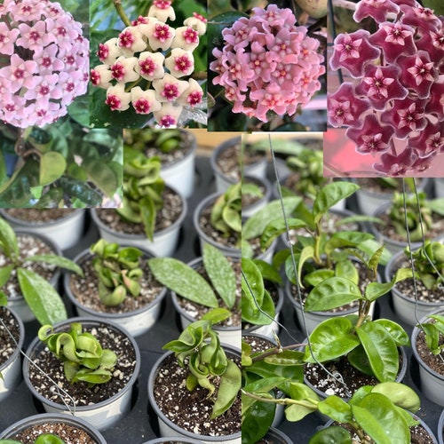 Hoya Keysii hoya Australis 1yo Plant With 5-6 Leaves Well - Etsy Canada