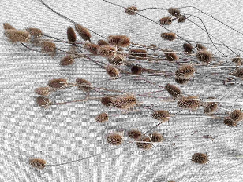 Natural Teasel 10 Stalks/dried Teasel 10 Stems/home - Etsy