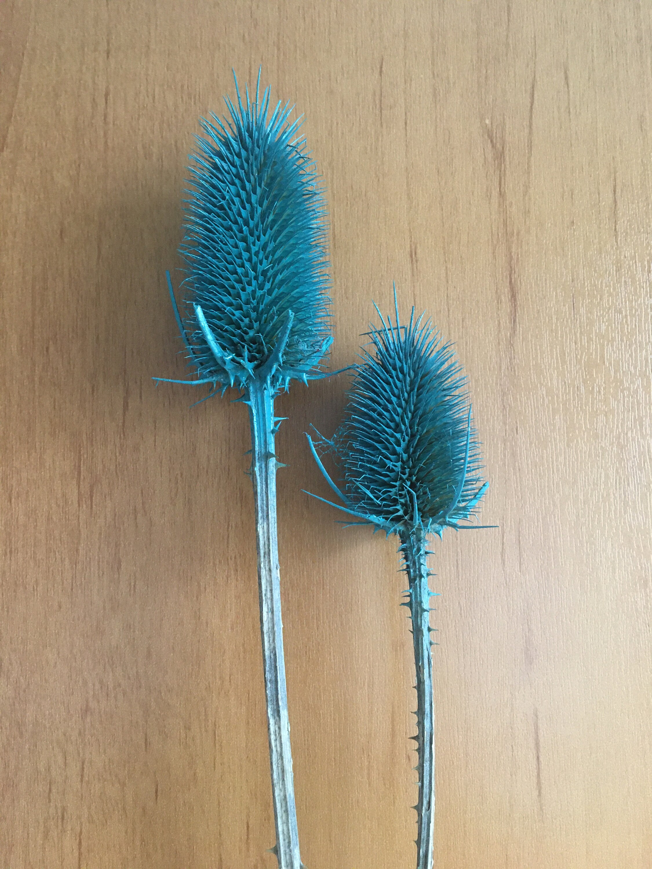 Coloured Teasel Stalks/dried Teasel Stems/potpourri/home - Etsy UK