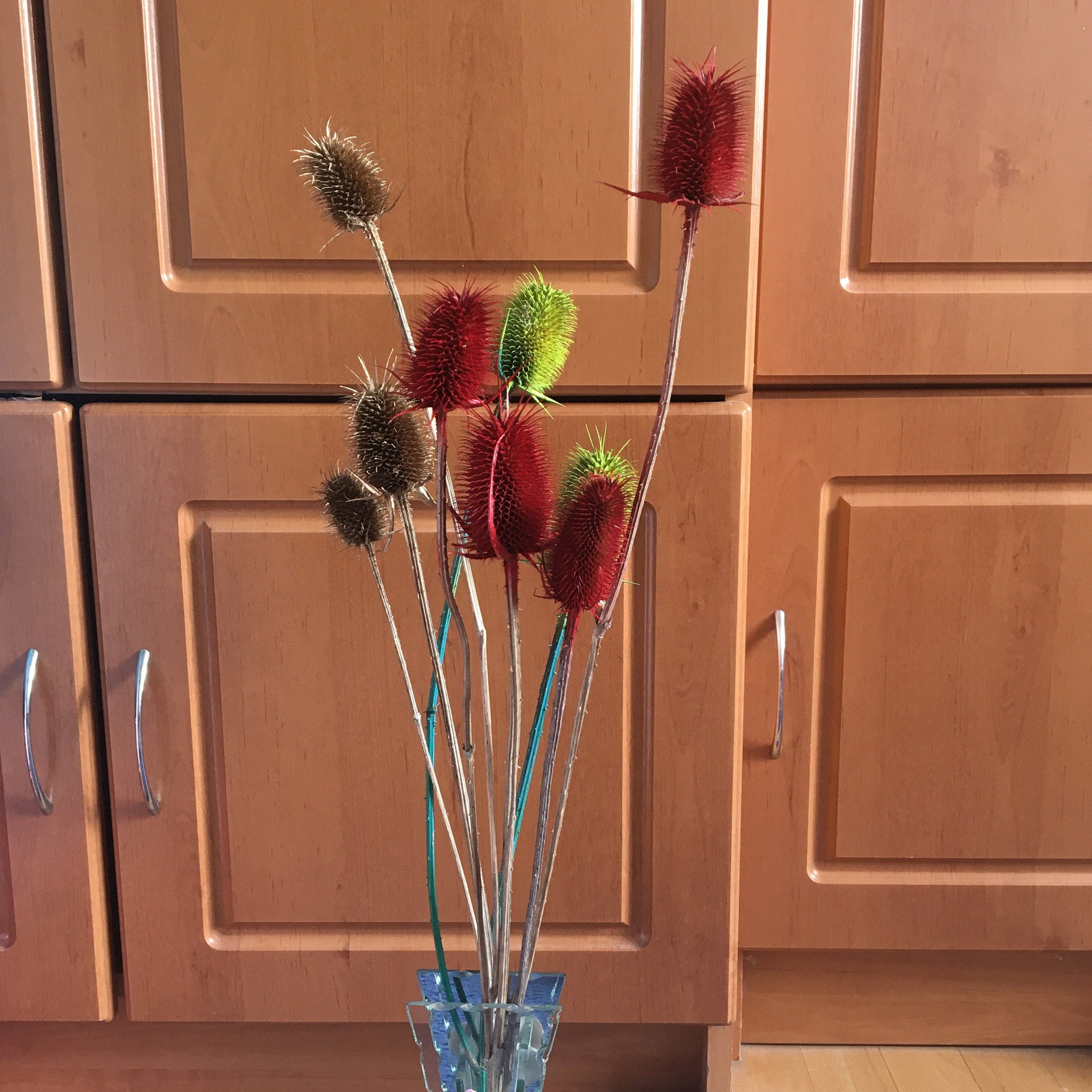 Coloured Teasel Stalks/dried Teasel Stems/potpourri/home Decor/floral ...
