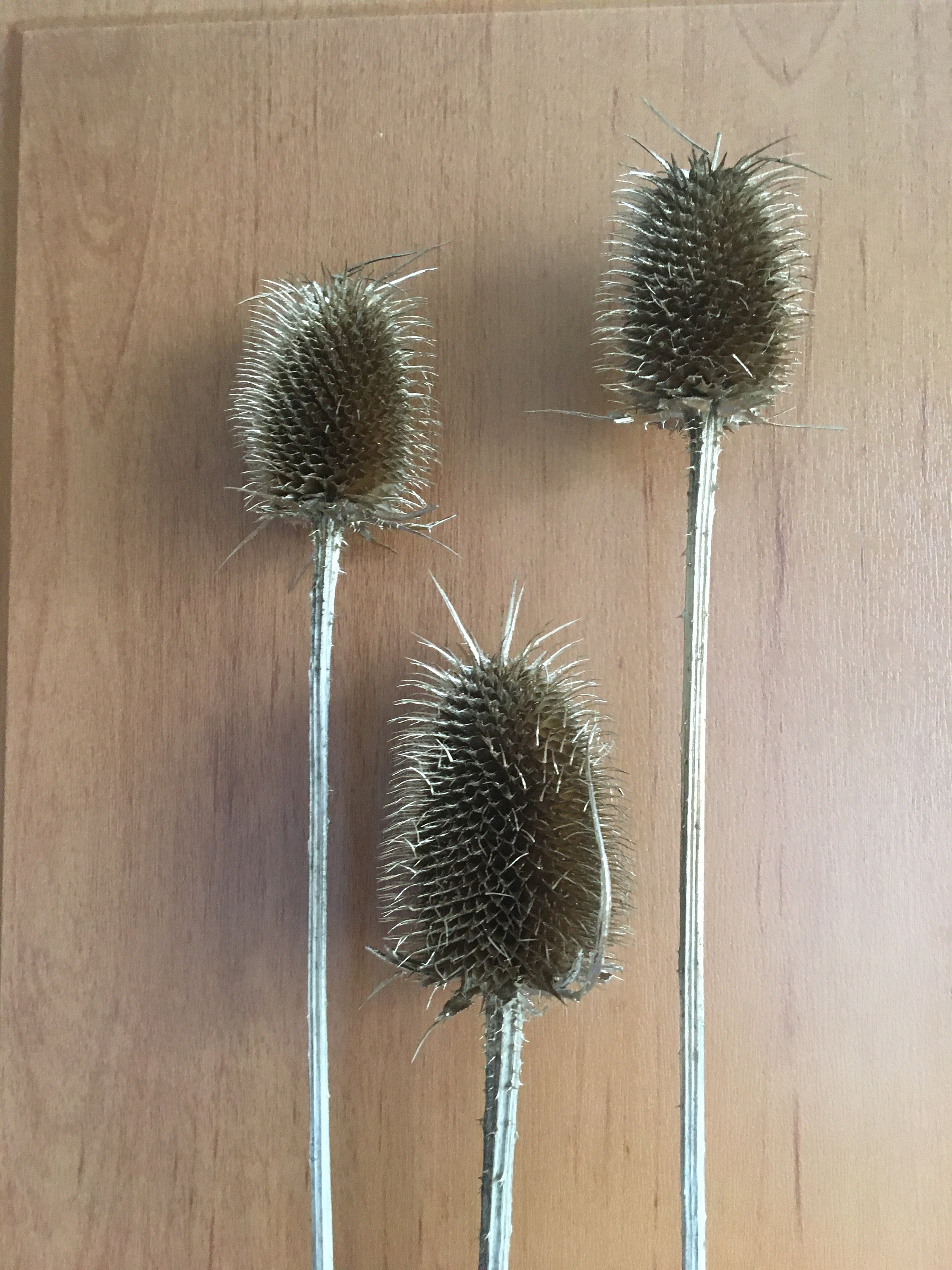 Coloured Teasel Stalks/dried Teasel Stems/potpourri/home - Etsy UK