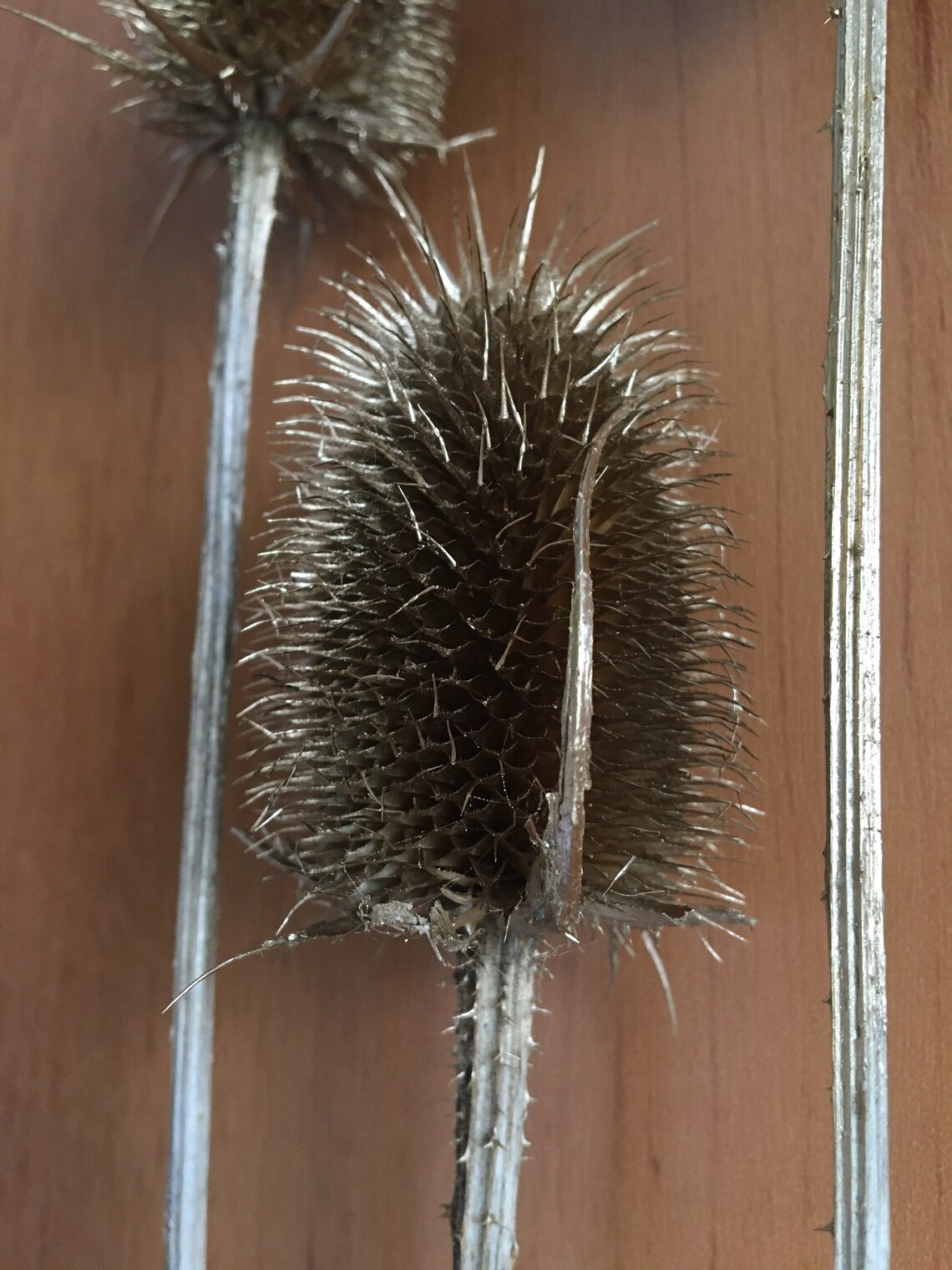 Coloured Teasel Stalks/dried Teasel Stems/potpourri/home - Etsy UK